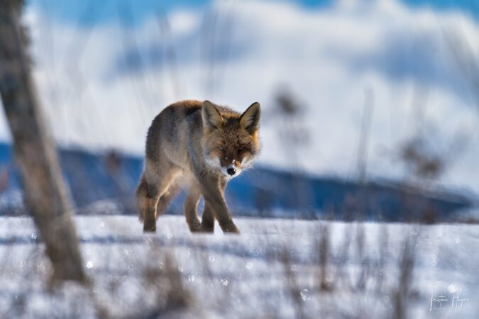 A Pas De Loup – Fabriqué en Occitanie